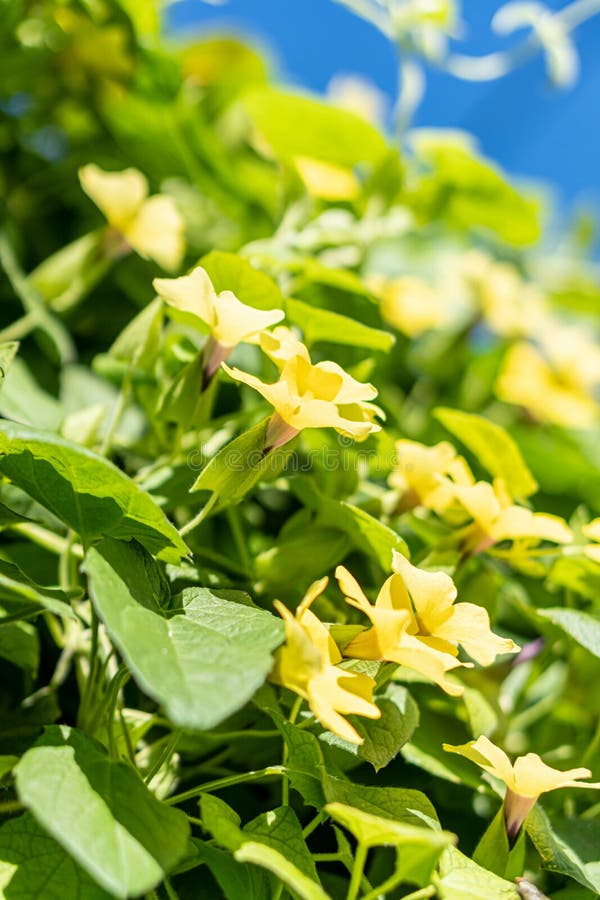 Vertical Shot of Clockvines Growing in a Garden Stock Image - Image of ...