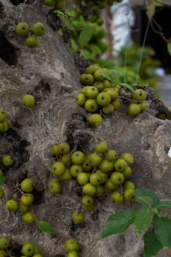 Large Cluster of Aphid Insects on a Surface of a Tree Stock Image ...
