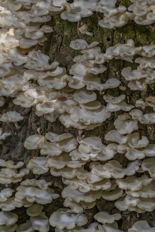 Vertical Shot of a Cluster of Fungi Growing on a Large Cypress Tree ...