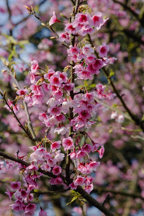 Vertical Shot of a Cluster of Pink Cherry Blossoms on a Branch of a ...