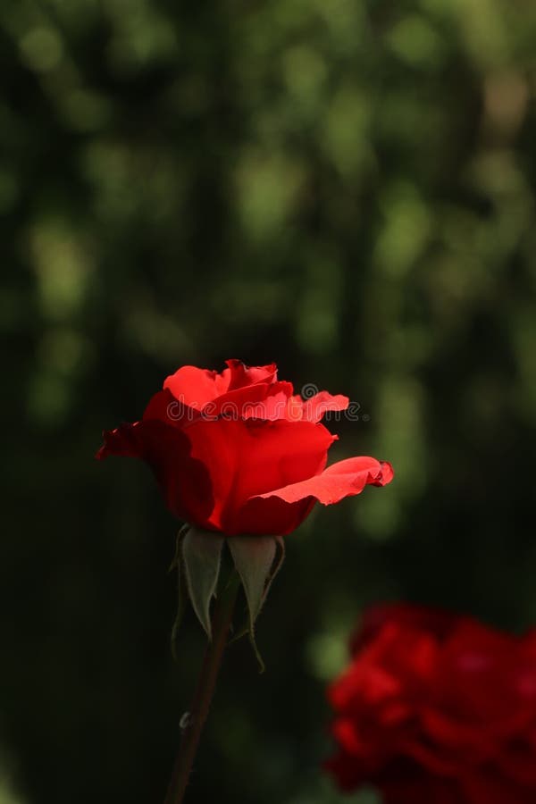 Vertical Shot of a Cluster of a Red Rose with Out-of-focus Trees ...