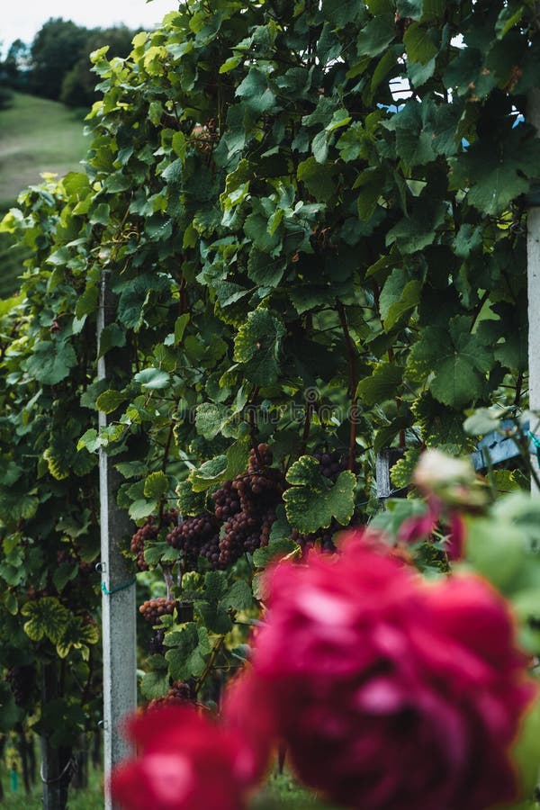 Vertical Shot of Clusters of Ripe Grapes on Their Vines Stock Photo ...