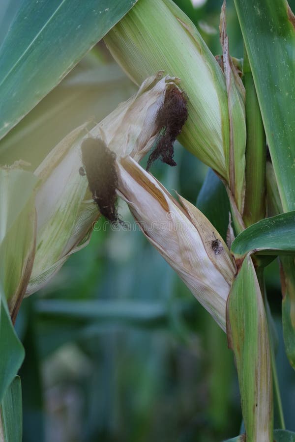 Vertical Shot of Cobs of Corn in a Field with Closed Up Ears Stock ...