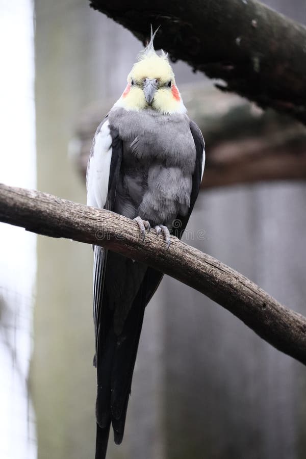 Vertical Shot of a Cockatiel on a Branch while Looking at the Camera ...