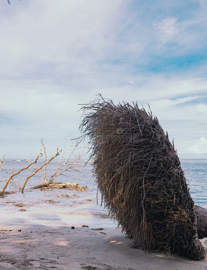 Vertical Shot of Coconut Tree Roots on the Coast Stock Photo - Image of ...