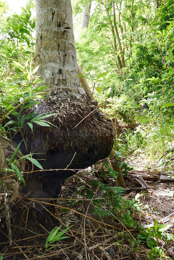 Vertical Shot of Coconut Tree S Roots in a Forest Stock Photo - Image ...