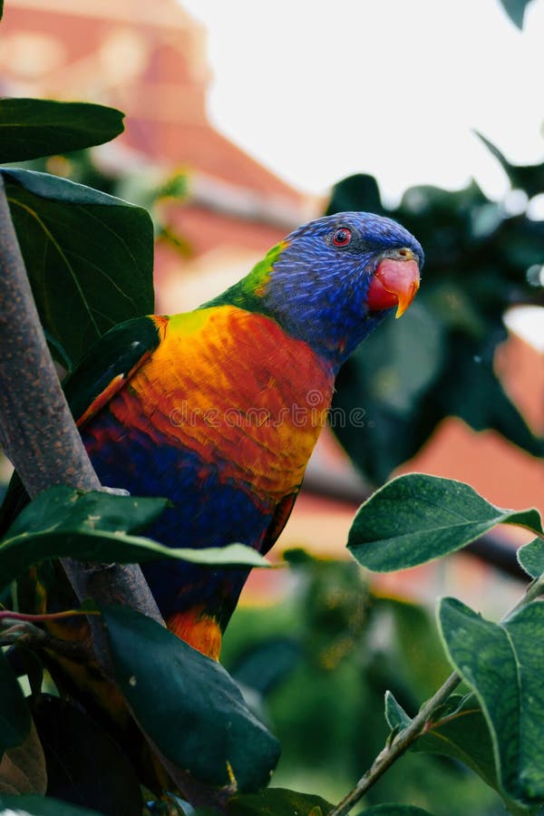 Collared Lory Perched between Green Foliage Stock Photo - Image of ...