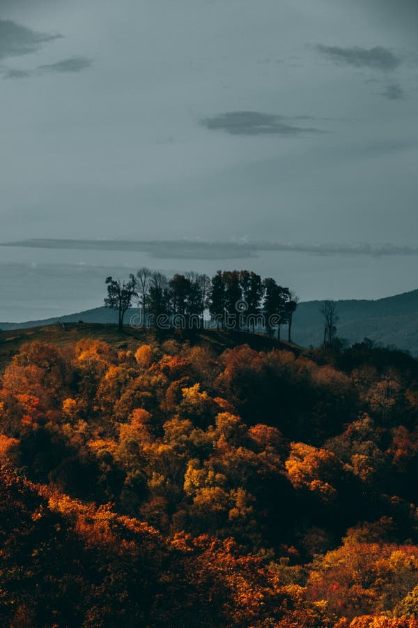 Vertical Shot of a Colorful Autumn Forest in the Middle of a ...