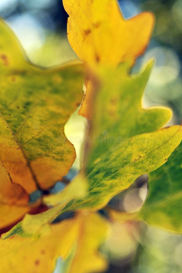 Vertical Shot of a Colorful Dried Oak Tree Leaves - Perfect for ...
