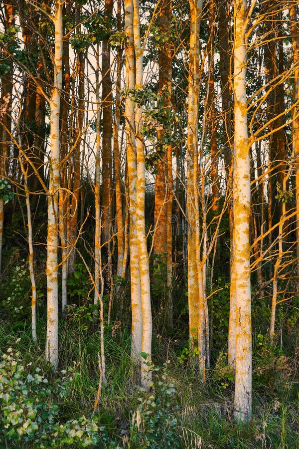 Vertical Shot of a Colorful Trunk of Trees in a Forest Stock Image ...