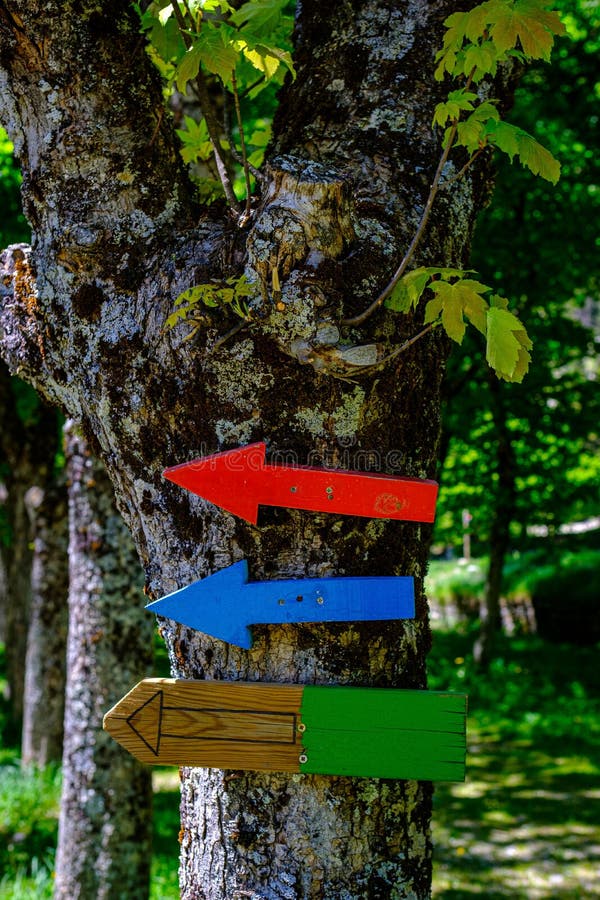 Vertical Shot of Colorful Wooden Direction Signs on a Tree Stock Image ...