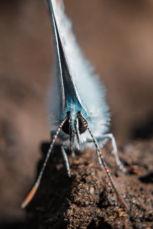 Vertical Shot of a Common Blue Moth Sitting on a Piece of Rock Stock ...