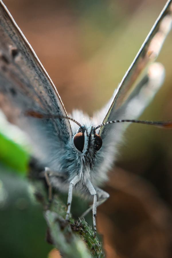 Vertical Shot of a Common Blue Moth Sitting on a Piece of Rock Stock ...