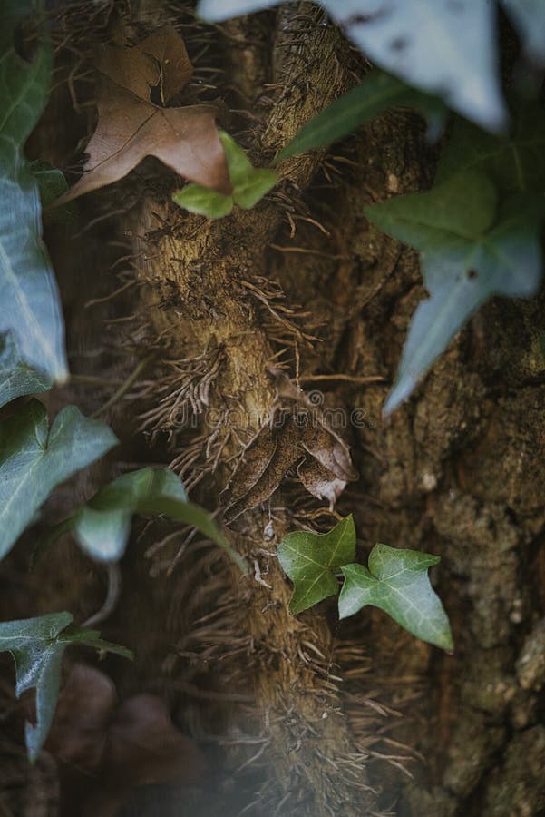 Vertical Shot of Common Ivy Roots Outdoors during Daylight Stock Image ...