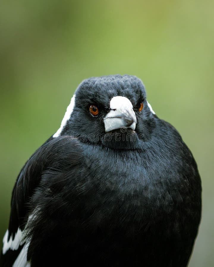 Vertical Shot of a Common Magpie (Pica Pica) Stock Image - Image of ...