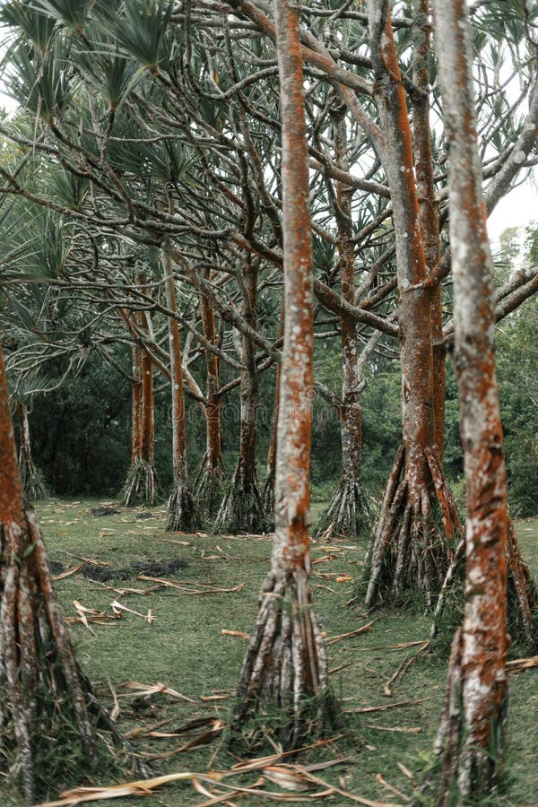 Vertical Shot of a Common Screwpine Tree (Pandanus Utilis) Forest ...