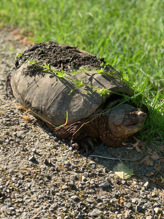 Vertical Shot of a Common Snapping Turtle (Chelydra Serpentina) on the ...