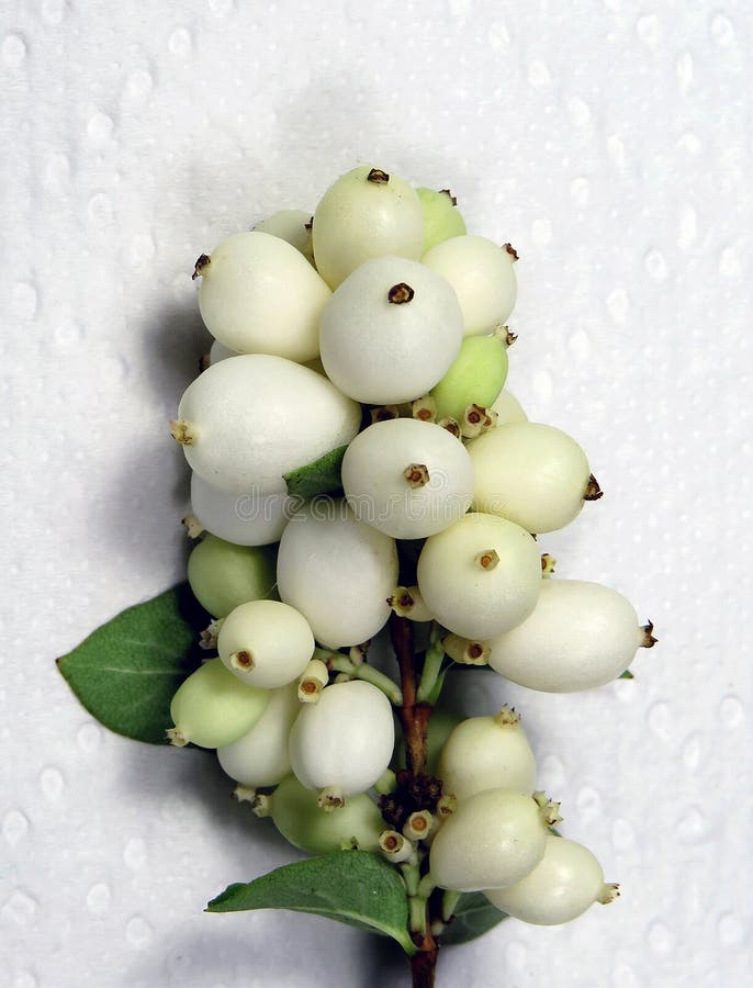 Vertical Shot of the Common Snowberry Fruits Stock Image - Image of ...