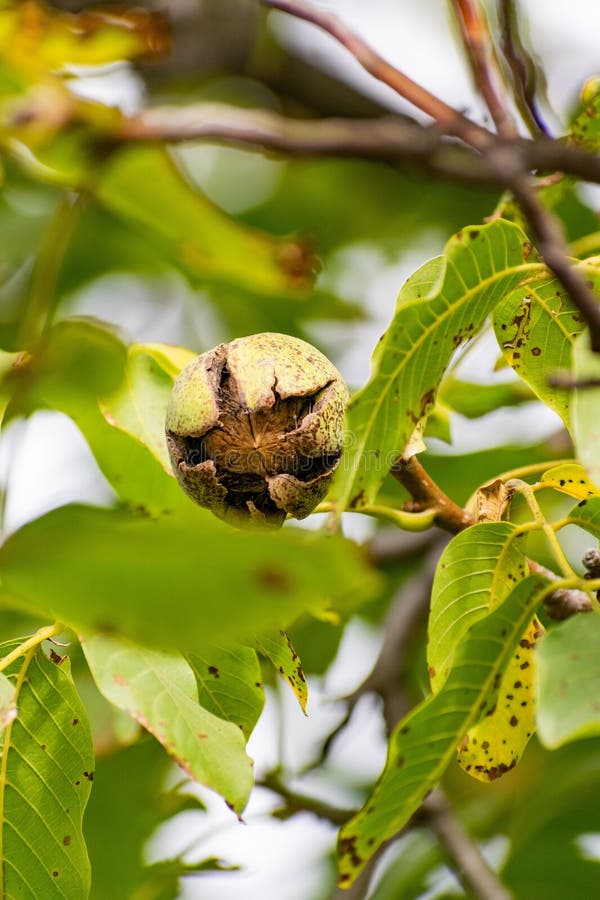Vertical Shot of a Common Walnut Fruit on the Tree Stock Image - Image ...