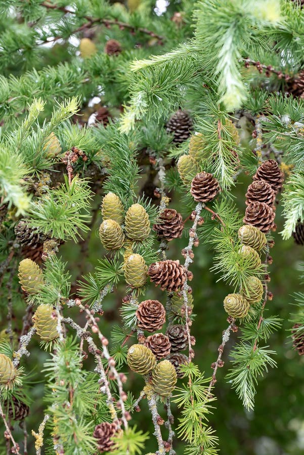 Vertical Shot of Cones Grown on a Pine Tree Stock Image - Image of ...