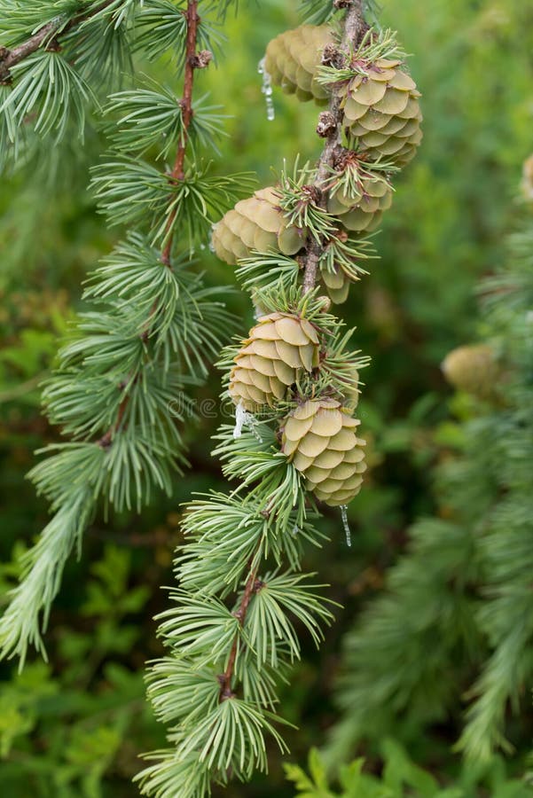 Vertical Shot of Cones Grown on a Pine Tree Stock Image - Image of ...