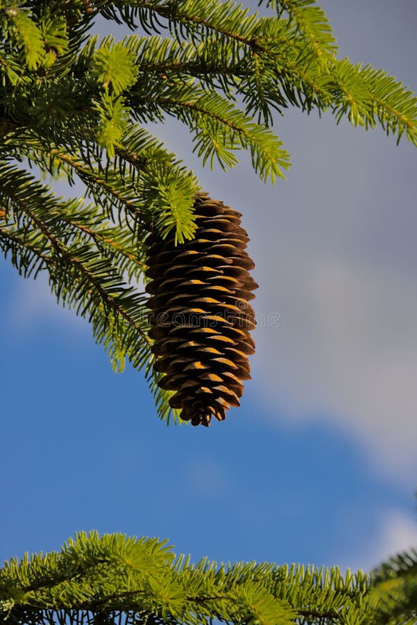 Vertical Shot of the Conifer Cone Tree Under Cloudy Blue Sky Stock ...