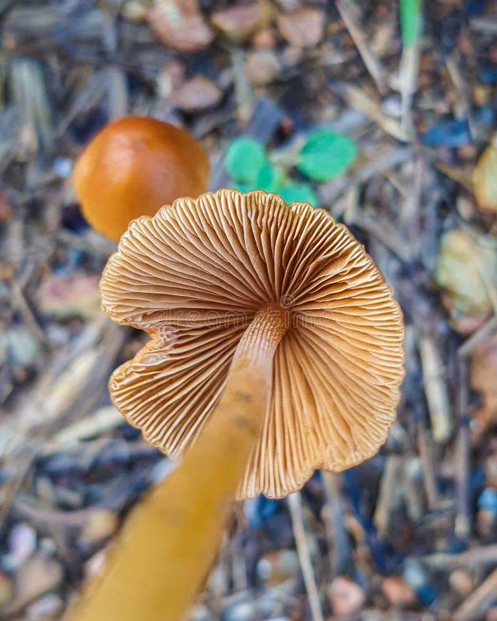 Vertical Shot of a Conocybe Tenera in a Forest during the Day Stock ...