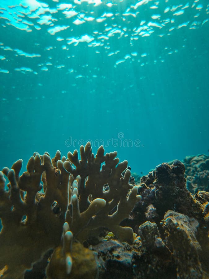 Vertical Shot of a Coral Reef Underwater Stock Image - Image of ocean ...