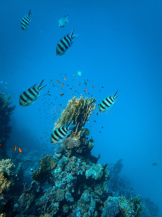 Vertical Shot of Corals and Some Beautiful Fish Swimming Under the Sea ...
