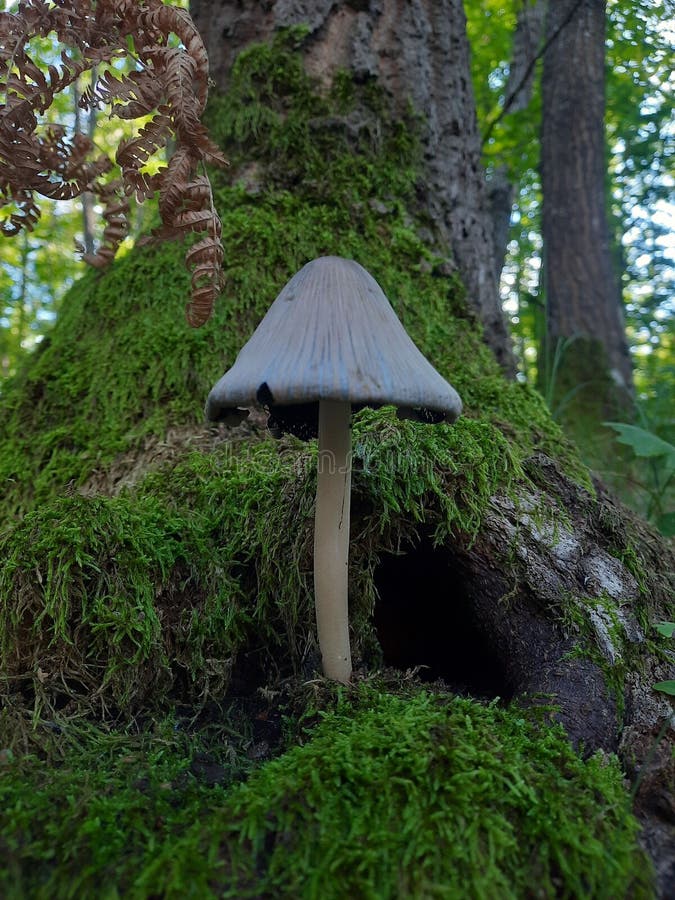 Vertical Shot of a Coreopsis Atramentaria Mushroom in a Tree Stock ...