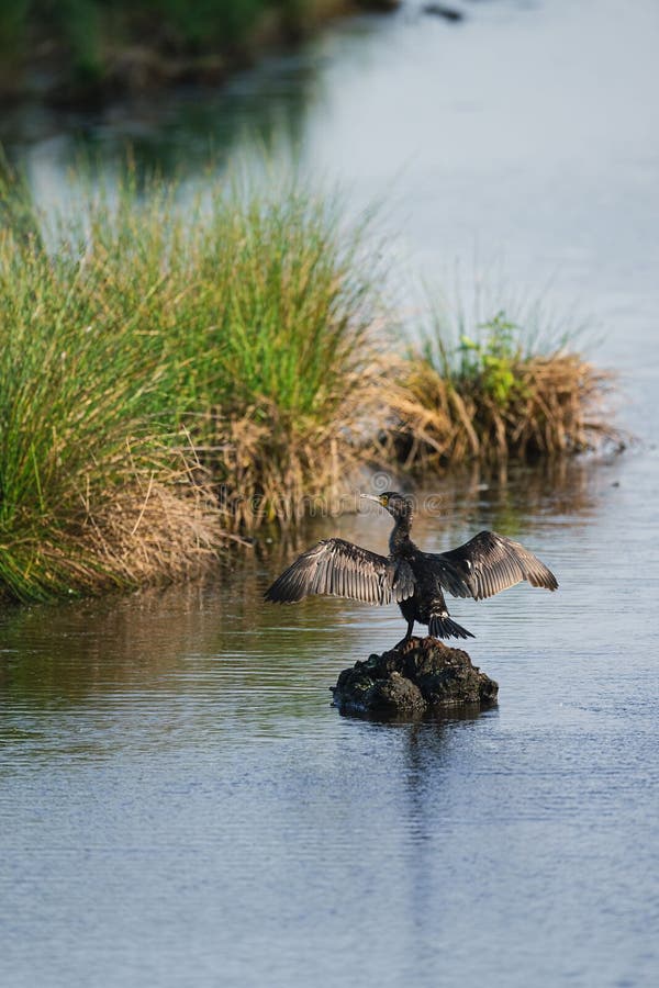 Vertical Shot of a Cormorant Bird Taking Flight from a Rock on a Pond ...