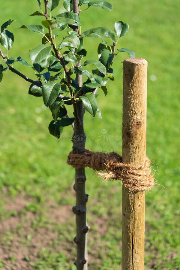 Vertical Shot of the Correct Connection of a Young Tree in Figure-eight ...
