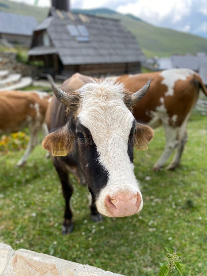 Vertical Shot of a Cow in a Farm Stock Photo - Image of countryside ...