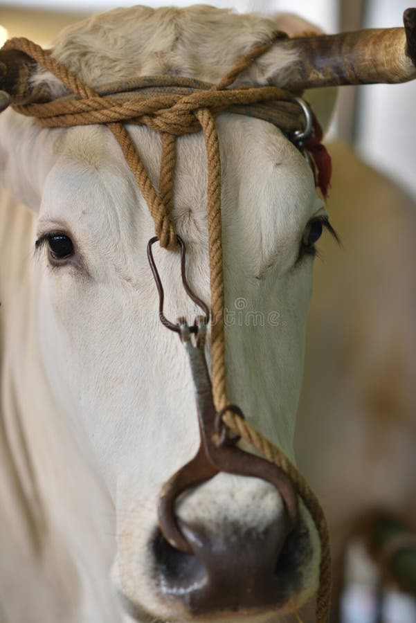 Vertical Shot of a Cow on a Farm on a Blurred Background Stock Image ...