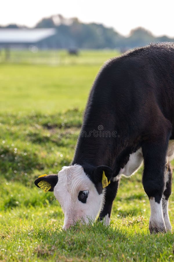 Vertical Shot of a Cow in the Field Stock Image - Image of animal, cows ...