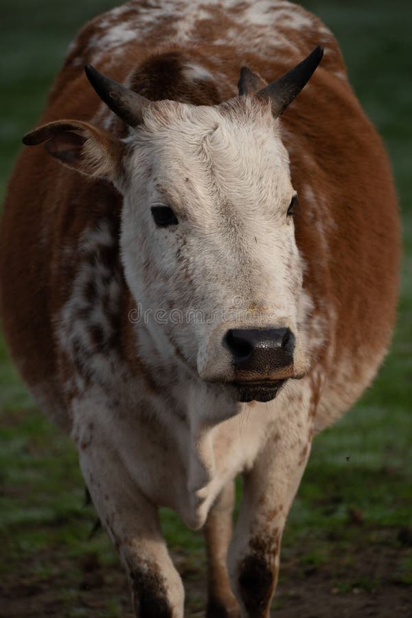 Vertical Shot of a Cow on a Pasture Stock Image - Image of vertical ...