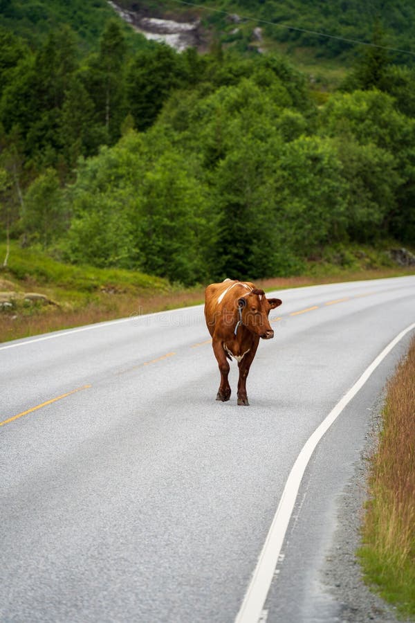 Vertical Shot of a Cow on the Road Stock Photo - Image of mammal ...