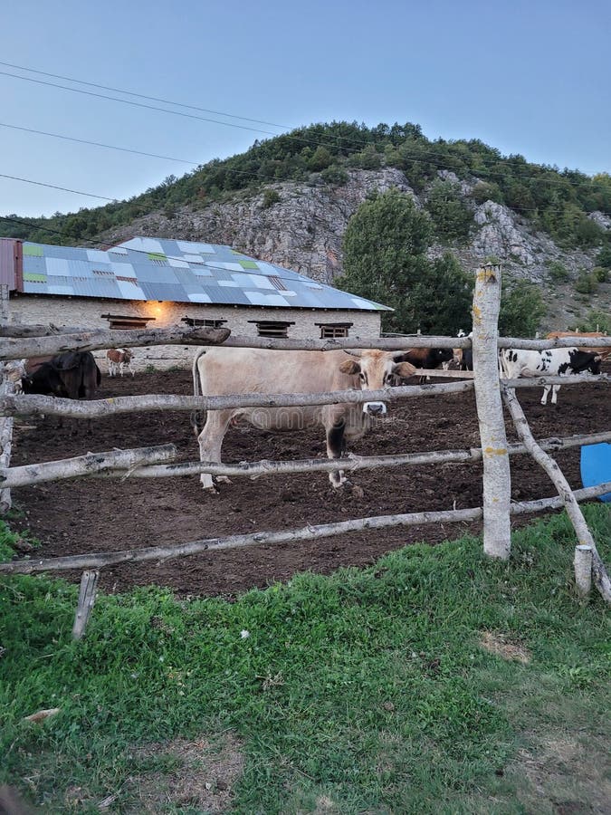 Vertical Shot of Cows in a Paddock. Stock Image - Image of livestock ...