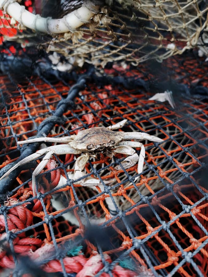 Vertical Shot of a Crab on a Net for Fishing Stock Image - Image of ...
