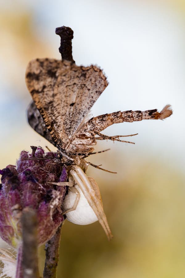 Vertical Shot of Crab Spider Hunting a Moth Stock Image - Image of crab ...