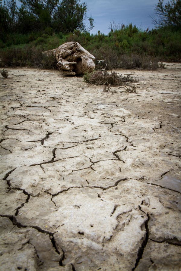 Vertical Shot of the Cracked Sand Ground in a Desert Stock Photo ...