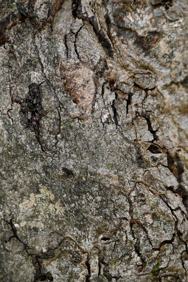 Vertical Shot of Cracked Tree Bark Texture Stock Photo - Image of ...