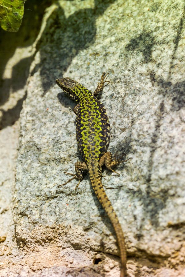 Vertical Shot of a Crawling Common Wall Lizard Stock Photo - Image of ...