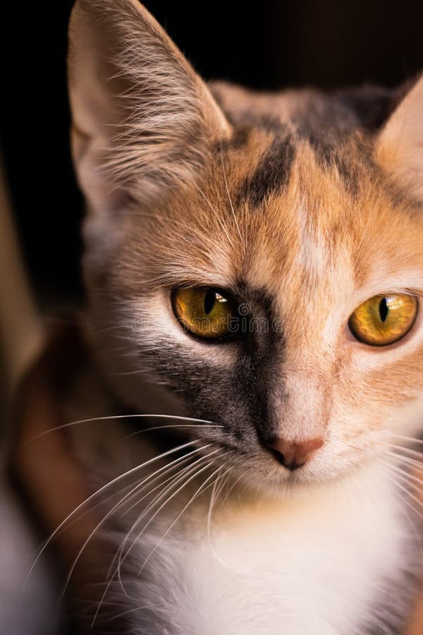 Vertical Shot of a Curious Cat Looking Intently into the Camera Stock ...