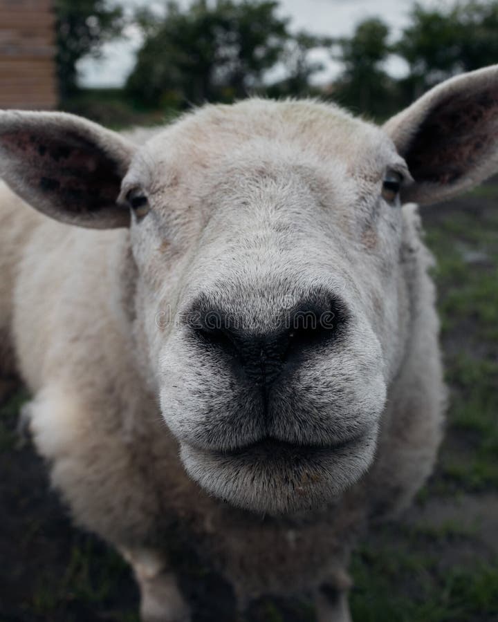 Vertical Shot of a Curious Sheep Looking at the Camera Stock Image ...