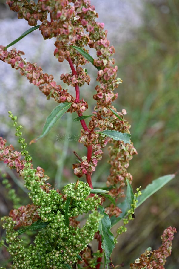Vertical Shot of Curly Dock Flowering Plant in a Garden Stock Photo ...