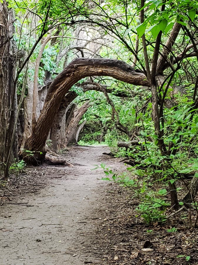 Vertical Shot of Curved Trees Over a Walking Path Stock Photo - Image ...