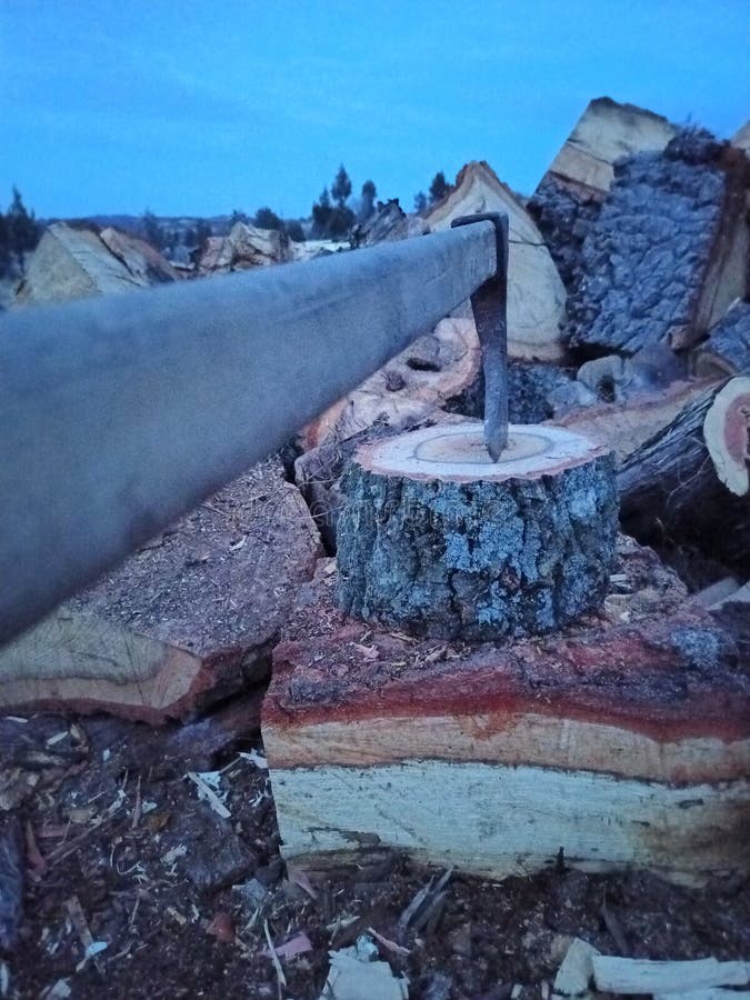 Vertical Shot of Cut Tree Trunks Laying on Each Other with a Sharp Ax ...