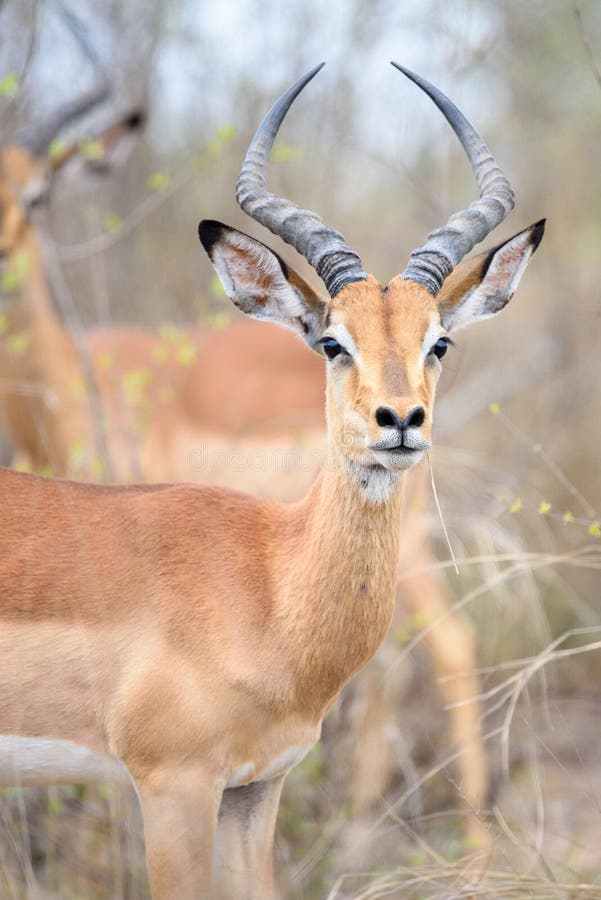 Vertical Shot of a Cute Antelope Stock Photo - Image of cute, color ...