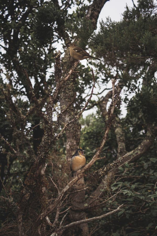 Vertical Shot of a Cute Bird Standing on a Tree in the Middle of the ...